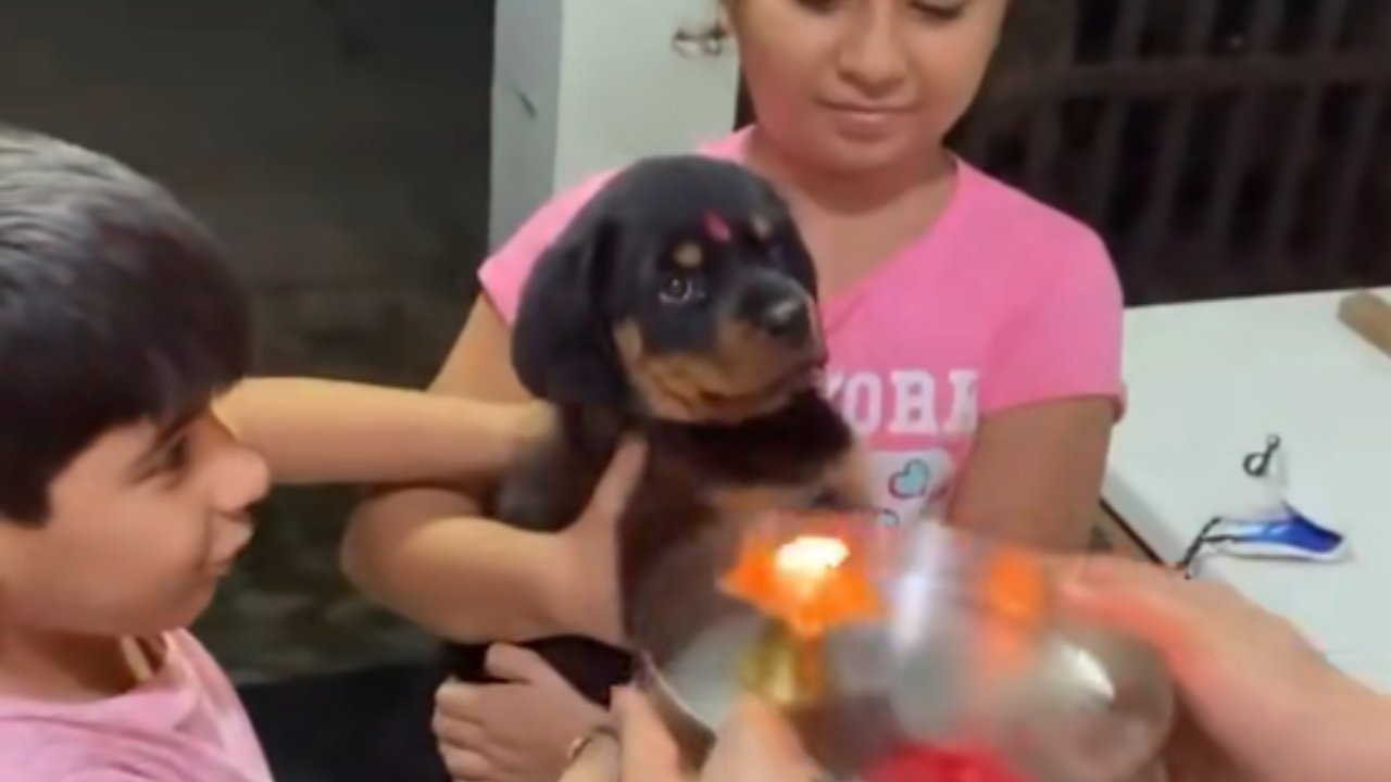 Indian Family Performs Aarti on Puppy to Welcome Him; Video Goes Viral ...