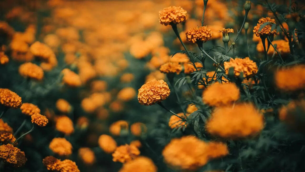 Top Flower Valleys in India: India's Beautiful Flower Valleys That Will ...