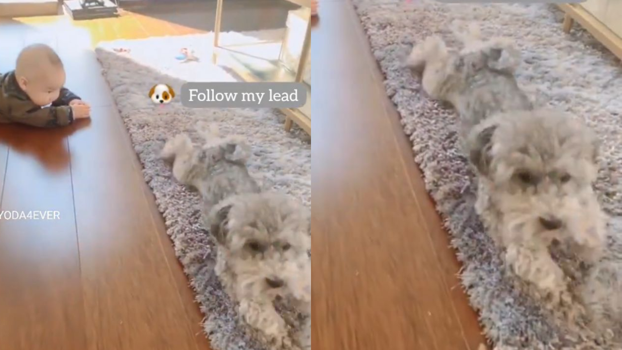 Watch: Dog Teaches Baby How to Crawl: This Adorable Video is Too Cute ...