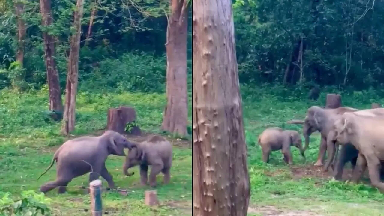 Viral Video: Elephant Herd Intervenes After Calves' Play Fighting Gets ...