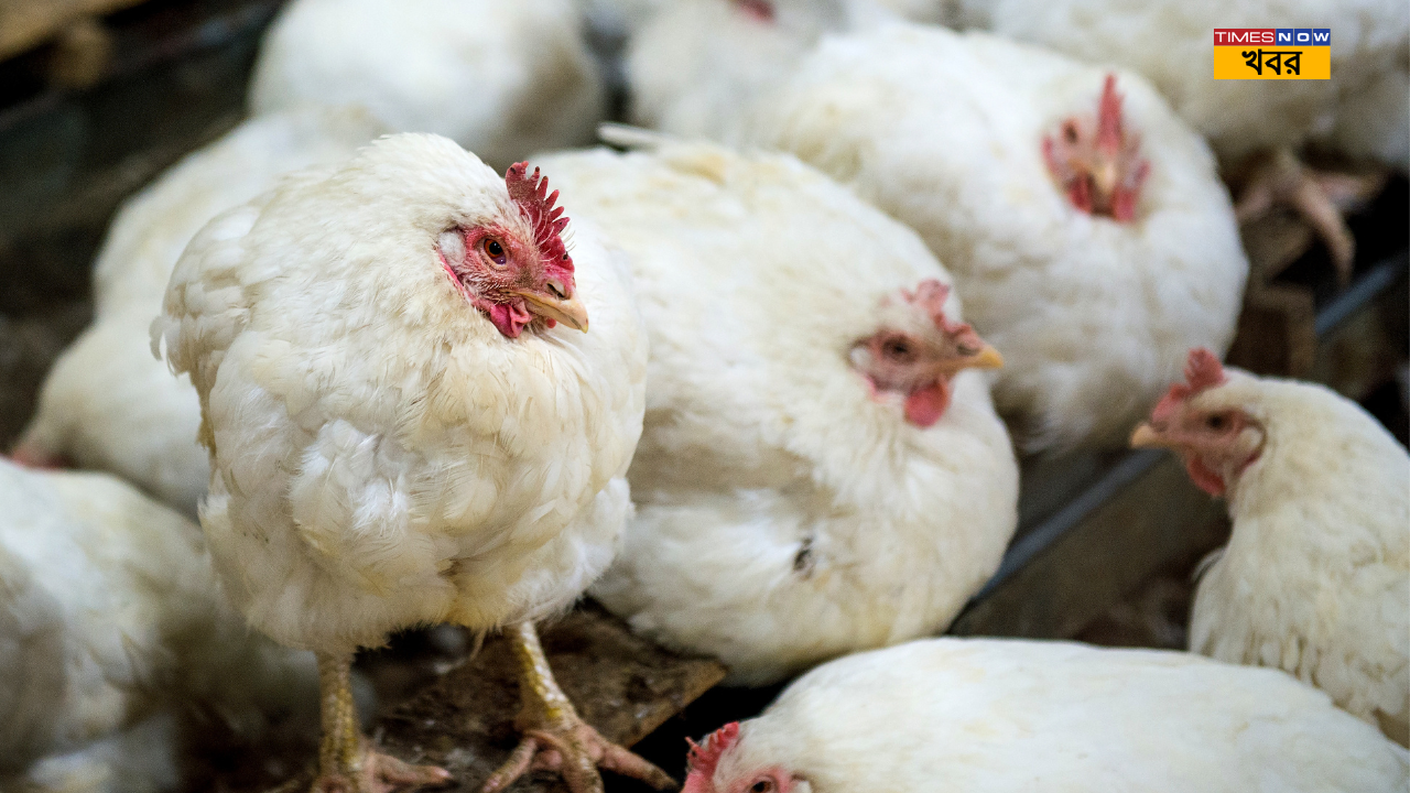 Bird Flu Outbreak: আতঙ্ক নিয়ে ফিরে আসছে বার্ড ফ্লু! এই সময়ে মুরগির ...