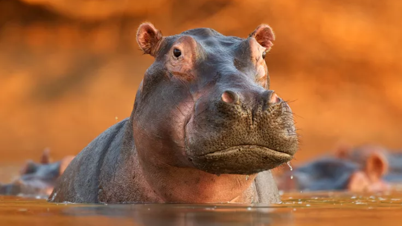 Hippo Believed Male In Japanese Zoo Revealed to Be Female After 7 Years ...