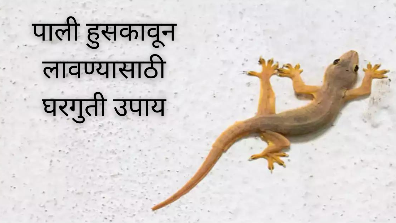 Home Remedies: घरच्या भिंतीवर पालींचा सुळसुळाट झाला आहे? तर करा हे ...