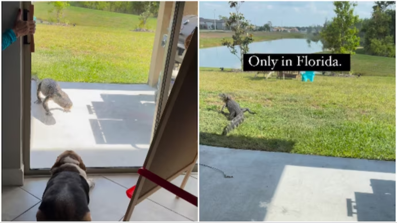 Viral Video: Florida Woman's Pet Dog Defends Home from Alligator Attack ...