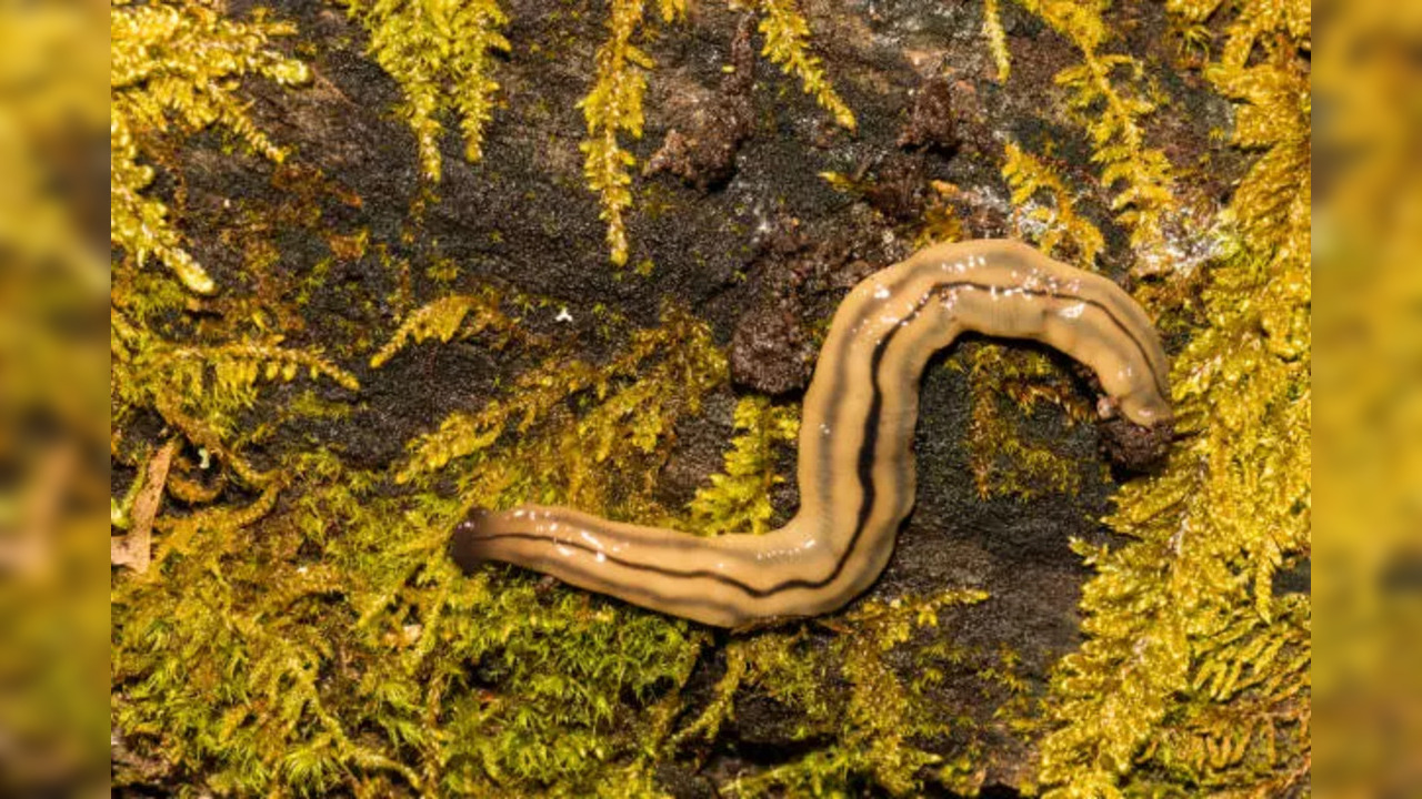 Hammerhead Worms, Loaded With Deadly Neurotoxin, Invade Ontario | VIDEO ...