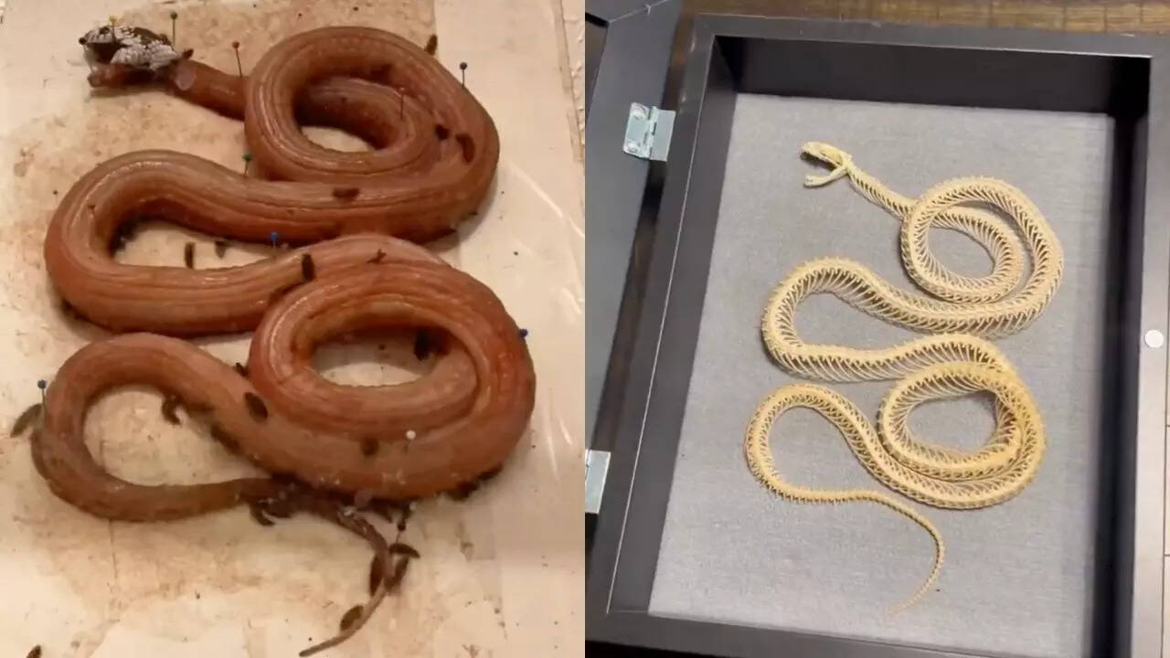 Vet Preserves Snake Skeleton After Feeding Dead Body to Beetles | Times Now