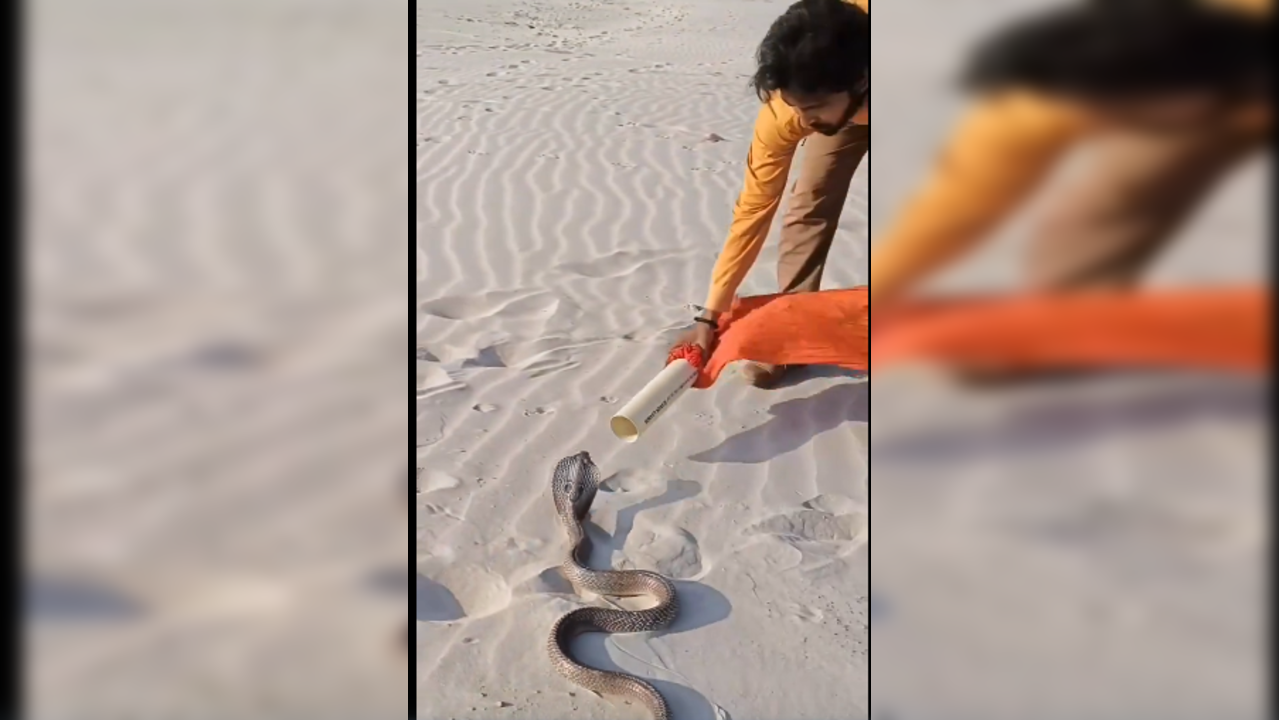 Viral Video: Man Traps Snake In A Container Like A Pro | Times Now