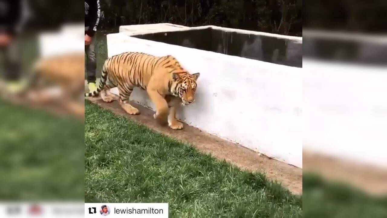 Viral Video: Man Gives Tiger Jump Scare by Sneaking Up on Him. Watch ...