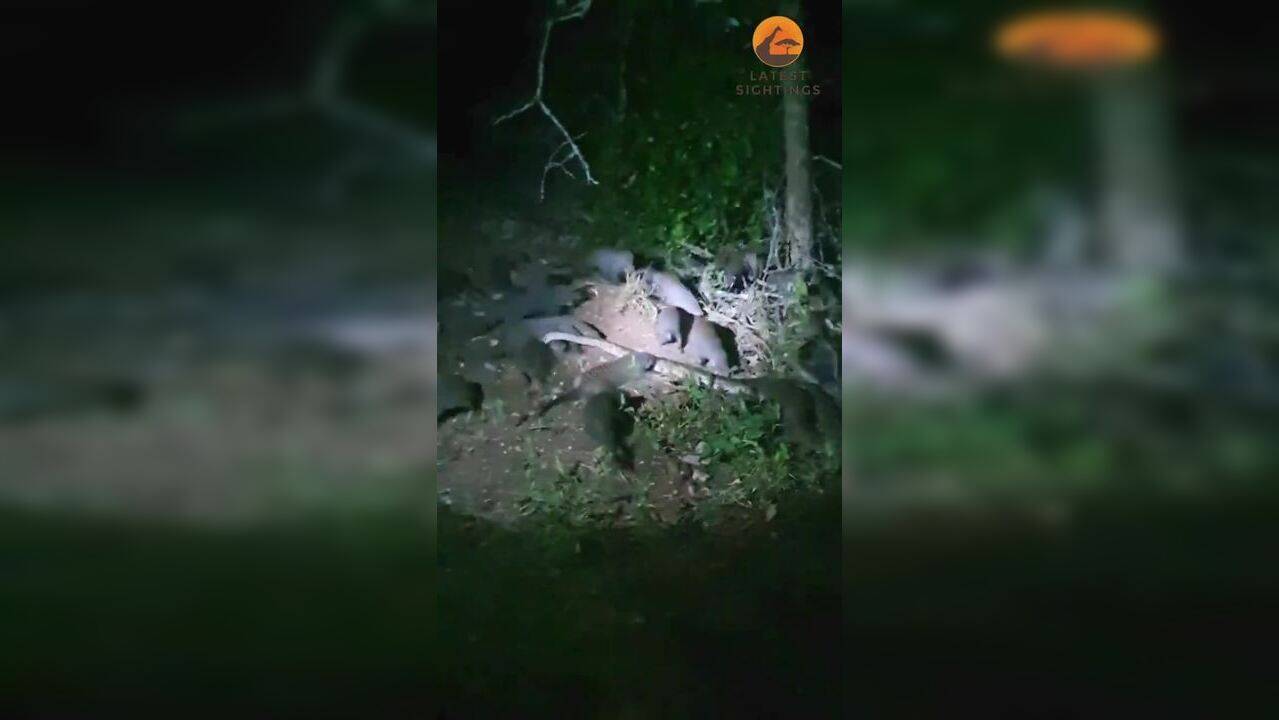 Viral Video: Python Outsmarts Aggressive Mongoose Gang, Internet in ...