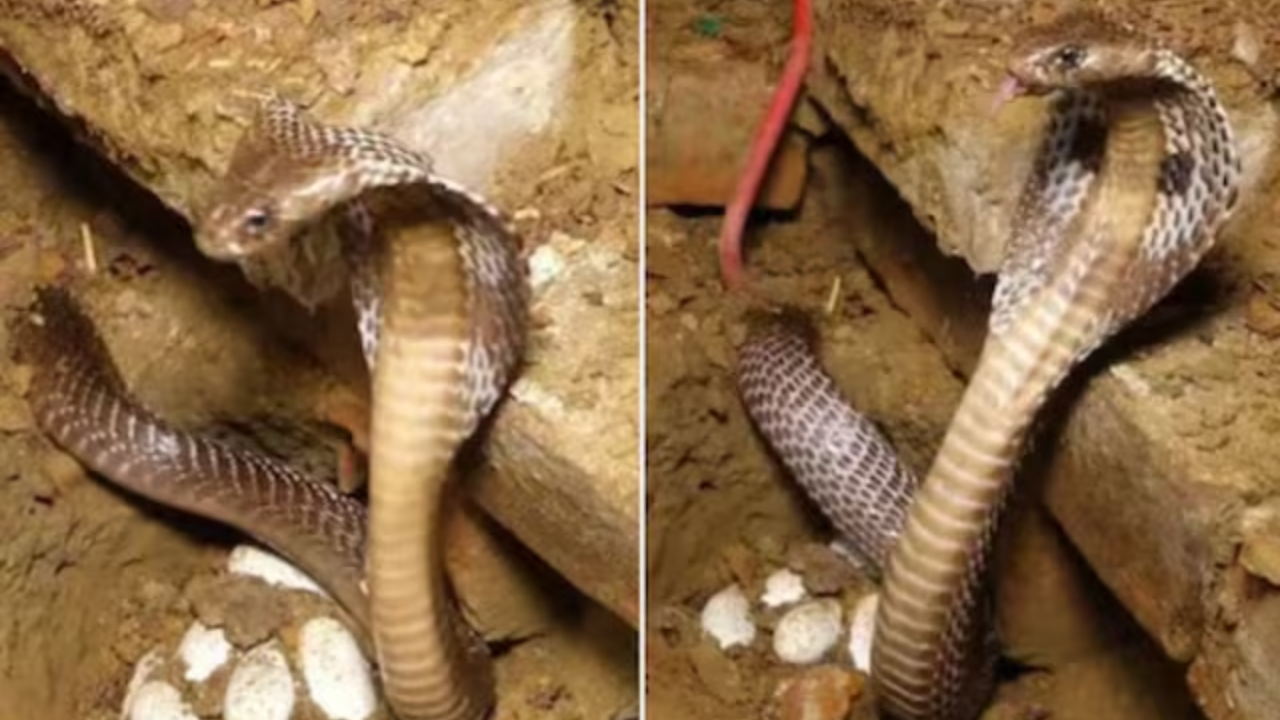 Viral Video: Cobra Mother Defends Nest of Eggs with Fierce Instincts ...