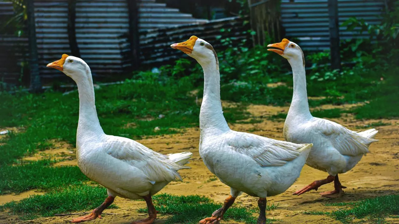 Ex-Microsoft Employee Quits Tech for Goose Farming, Inspires Admirers ...
