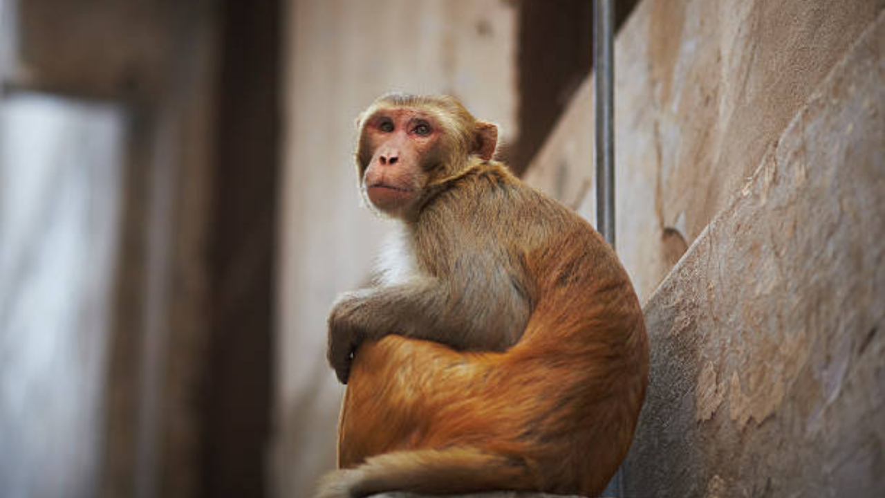 Bihar Lok Sabha Elections: Village Decides To Boycott Voting Because Of ...