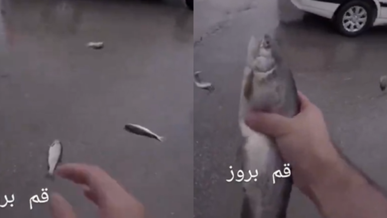 Viral: या देशात पडला चक्क माशांचा पाऊस, पाहा व्हायरल VIDEO - fish rain ...
