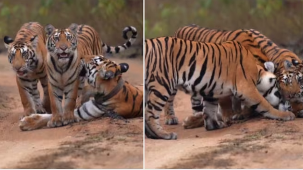 Viral Video: Tiger Cubs' Rush to Snuggle With Mom Will Leave You ...