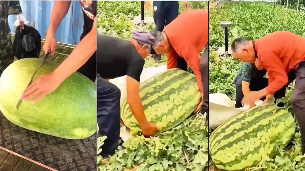 Viral Video Huge Watermelon Video Goes Viral Everyone Shaken After Seeing Rare Size Shocking