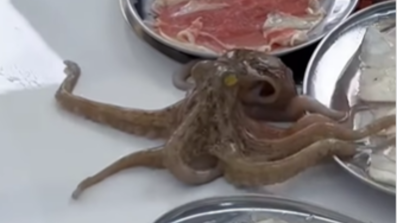 Viral Video: Octopus Casually Moves Around Seafood Platter; Internet ...