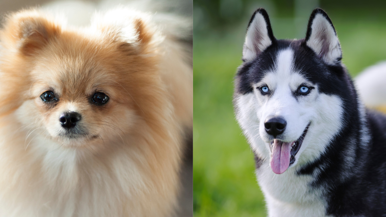 Chennai: After Rottweiler Incident, 9-Yr-Old Boy & 10-Month-Old Baby ...