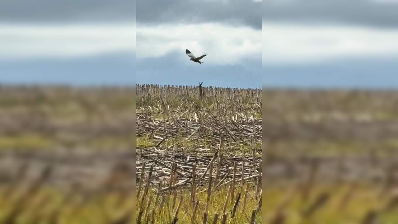 Watch: Fearless Mother Hare Takes on Hawk to Save Babies in Incredible ...