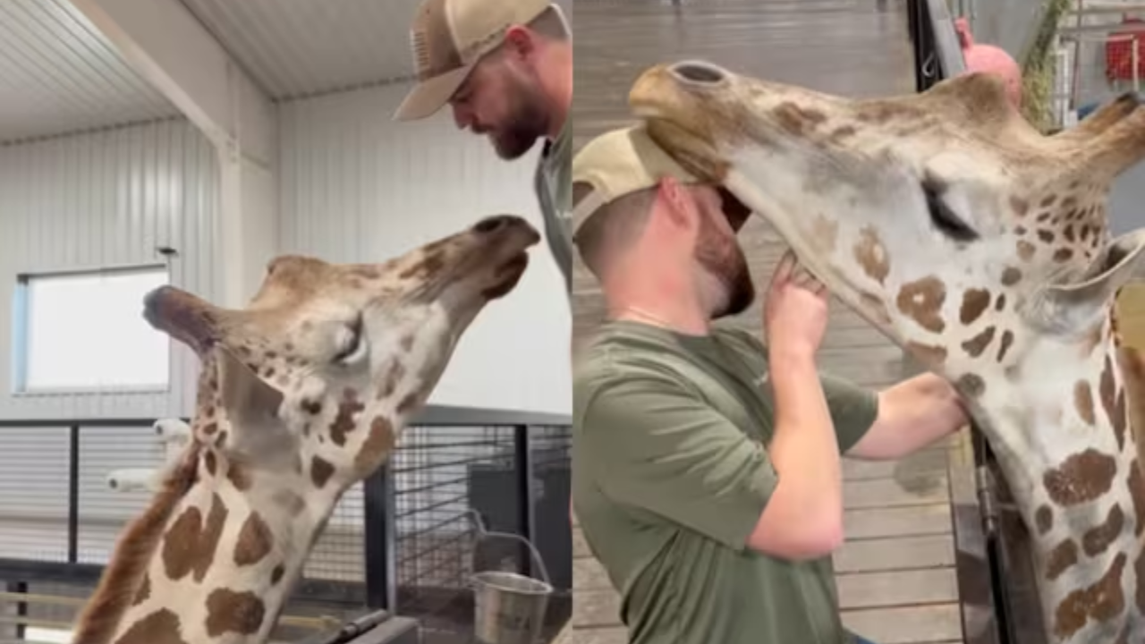 Viral Video: Giraffe's Sweet Thanks to Chiropractor After Neck Adjustment Melts Hearts | Times Now