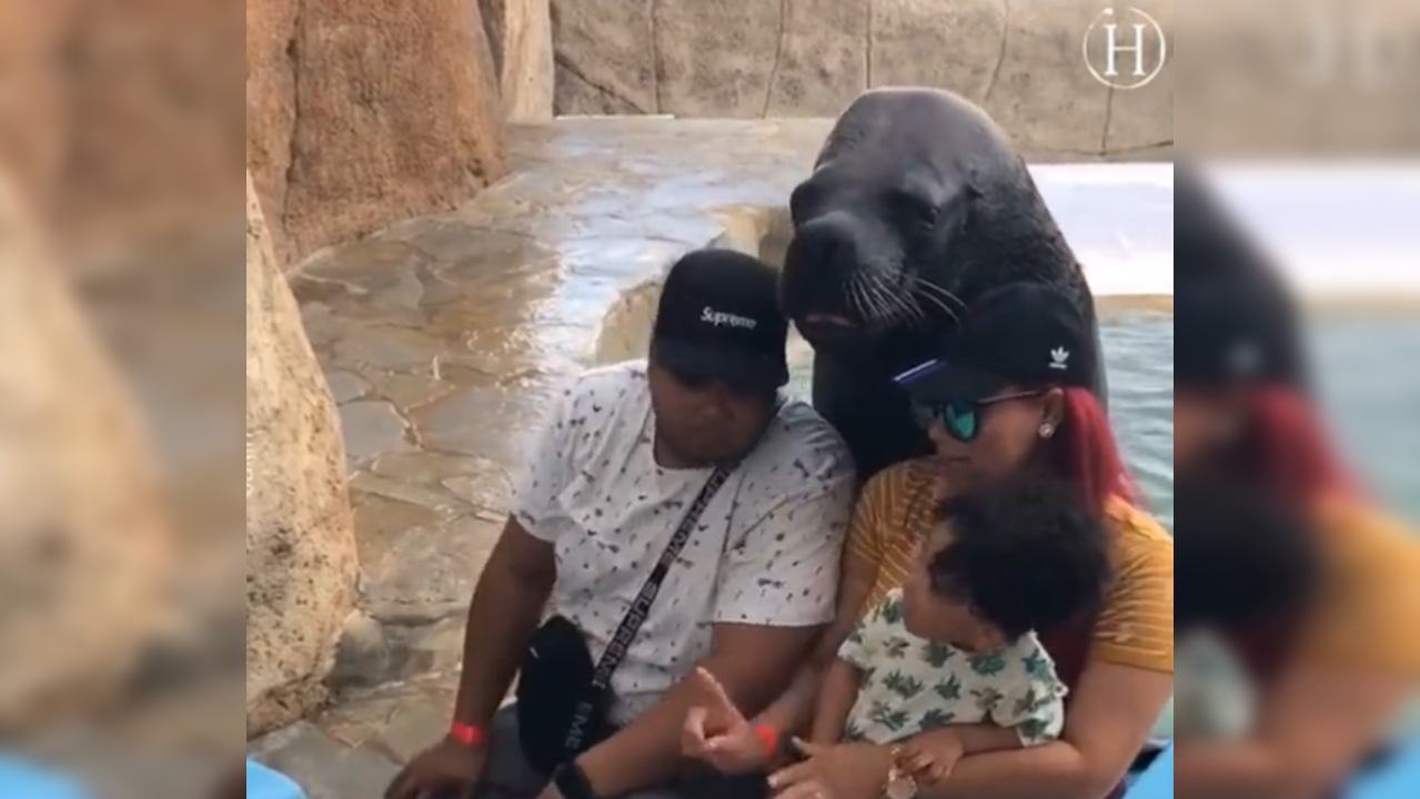 Seal Poses Like Human for Photo Session And Internet Can't Get Over It ...