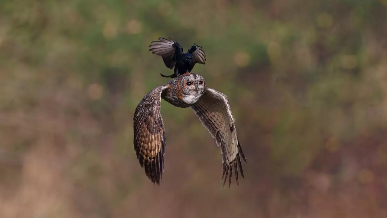 Hyderabad Birder Wins International Photography Award for Capturing ...