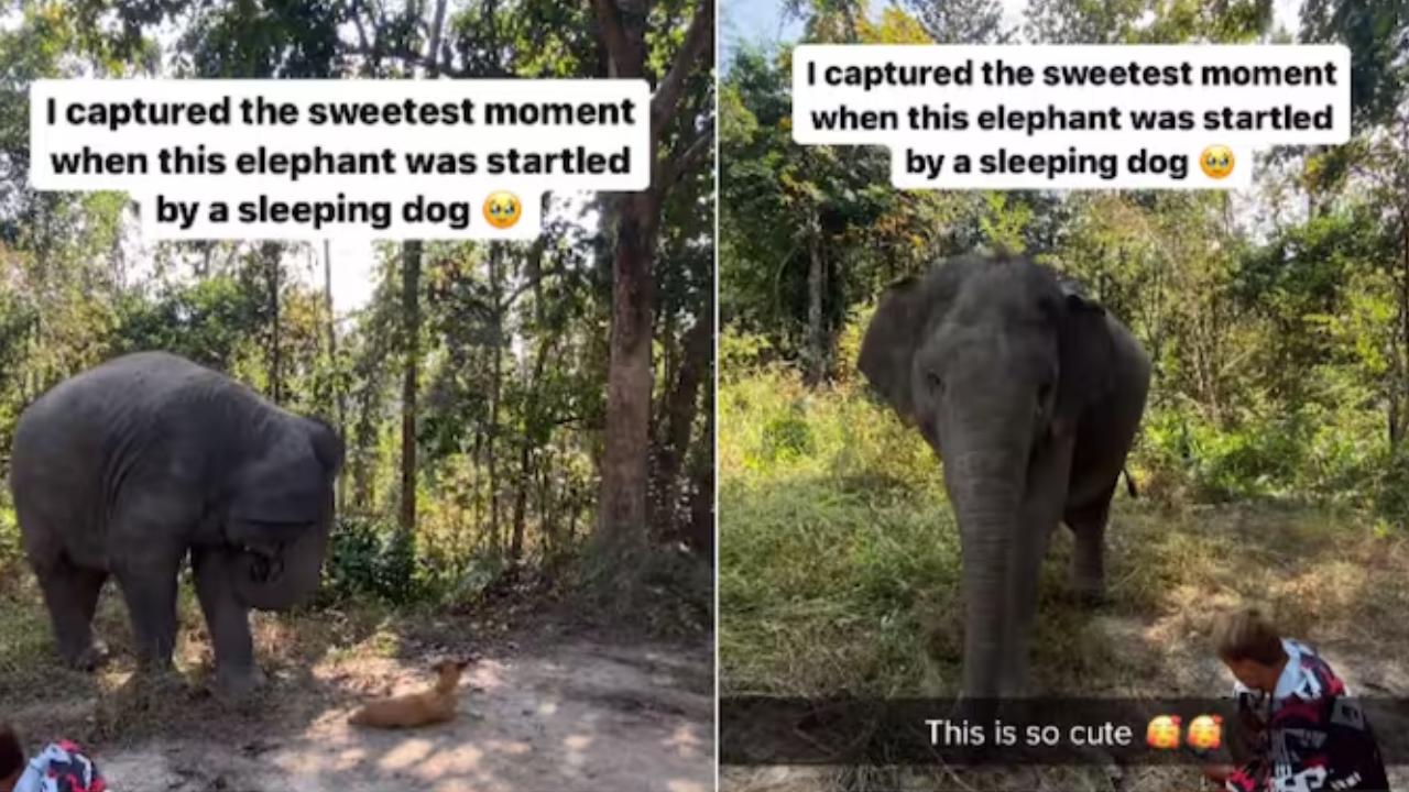 Viral Video: Elephant's Sweet Response to Bumping Into a Sleeping Dog ...