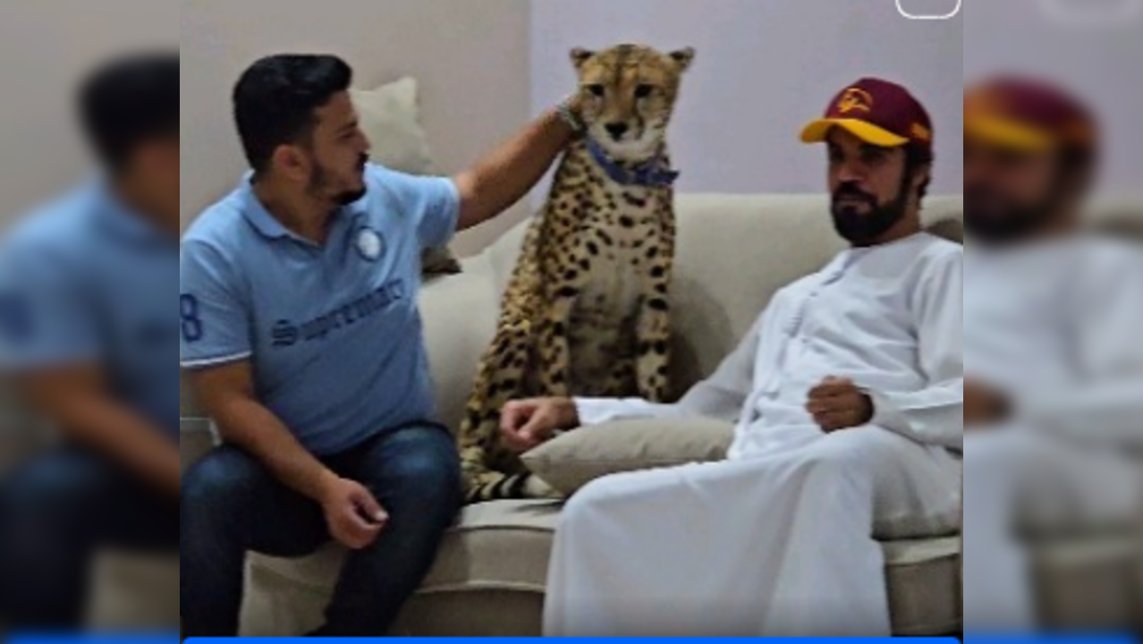 Viral Video: Man Learns the Hard Way Not to Mess with Cheetahs | Times Now