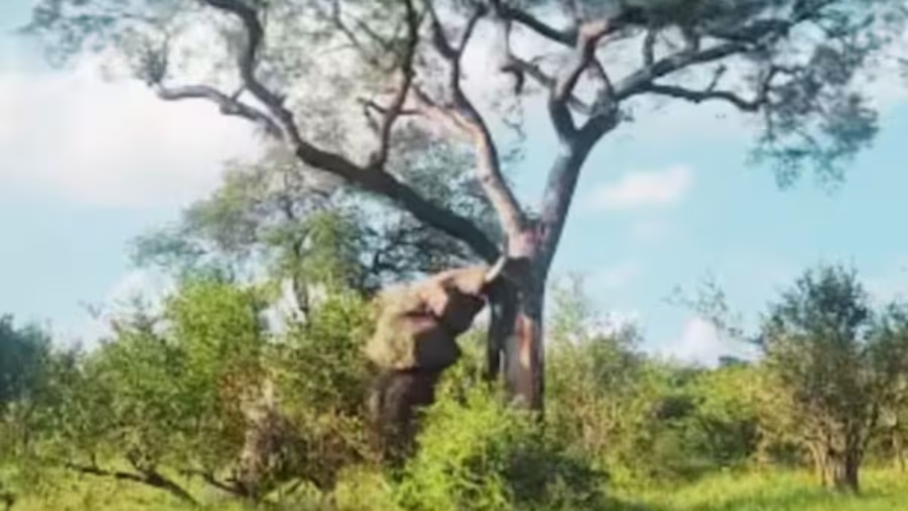 Viral Video: Elephant's Incredible Strength Uproots Massive Tree ...