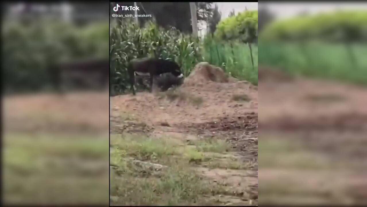 Viral Video: Donkey’s Shocking Triumph Over Hyena Leaves Internet in Awe. Watch | Times Now