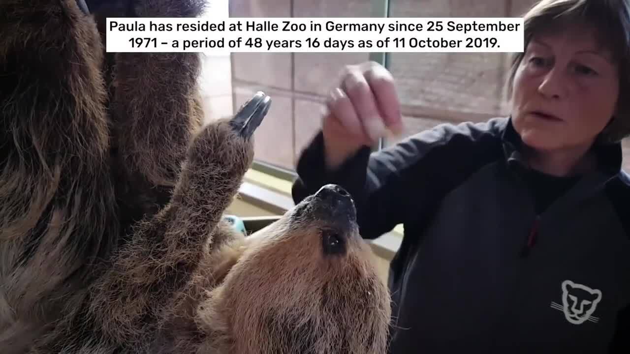 Viral Video: Meet the Oldest Sloth Ever Who Has Fathered 22 Kids. Watch ...