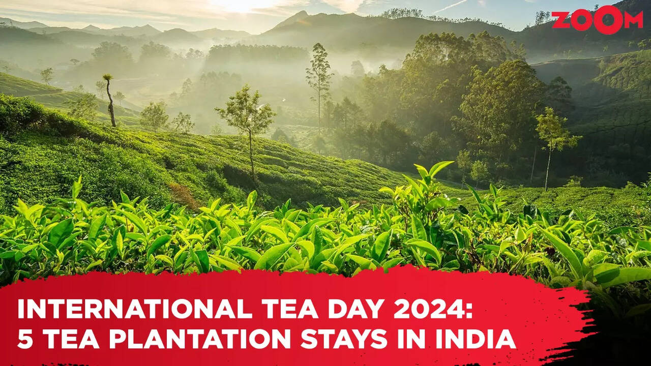 International Tea Day 2024: 5 tea plantation stays in India | Times Now
