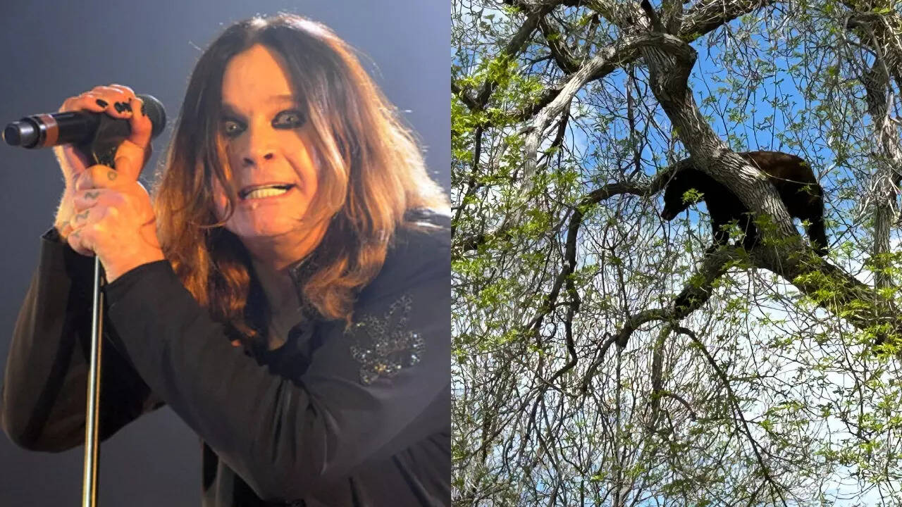 Black Sabbath Song 'Iron Man' Played to Get Colorado Bear Out of Tree ...