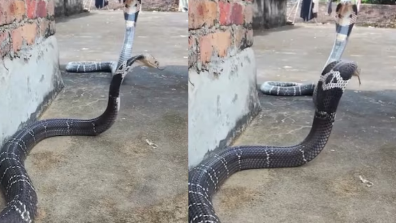 Viral Video Shows Dramatic Fight Between Two King Cobras, Find Out Who ...