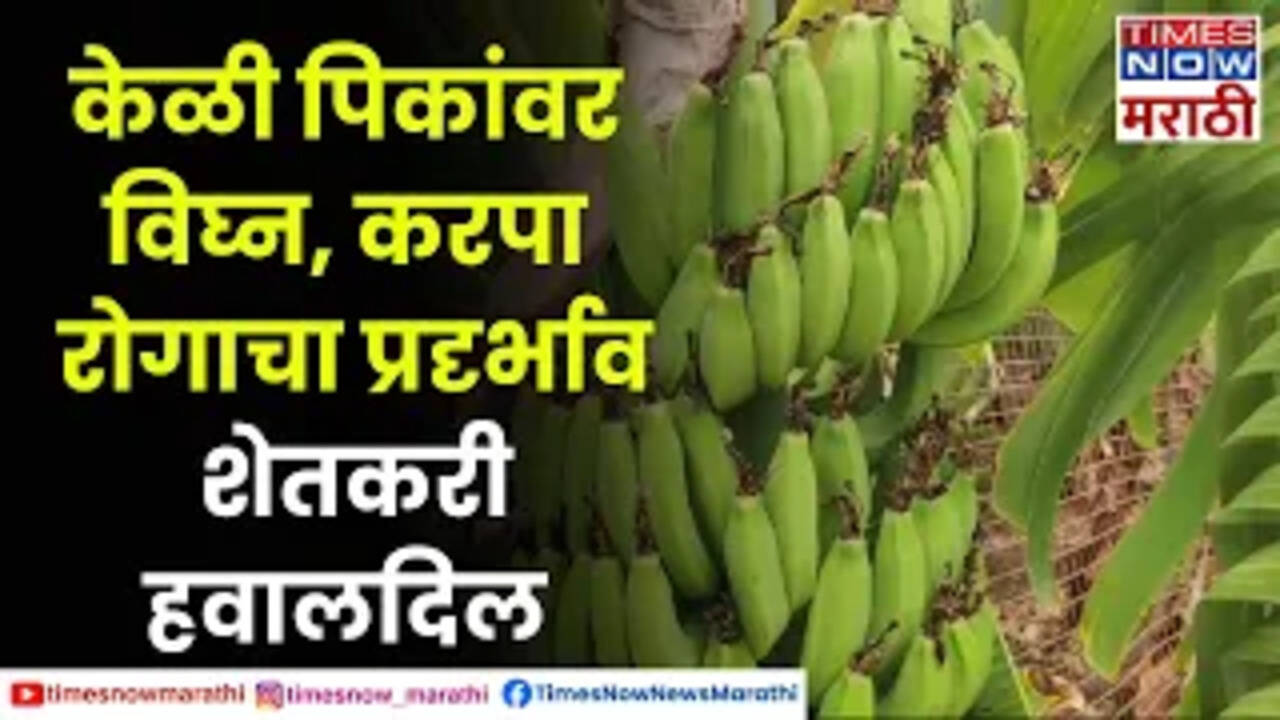 Nanded Banana Tree Disease : केळी पिकांवर विघ्न, करपा रोगाचा प्रदृर्भाव ...