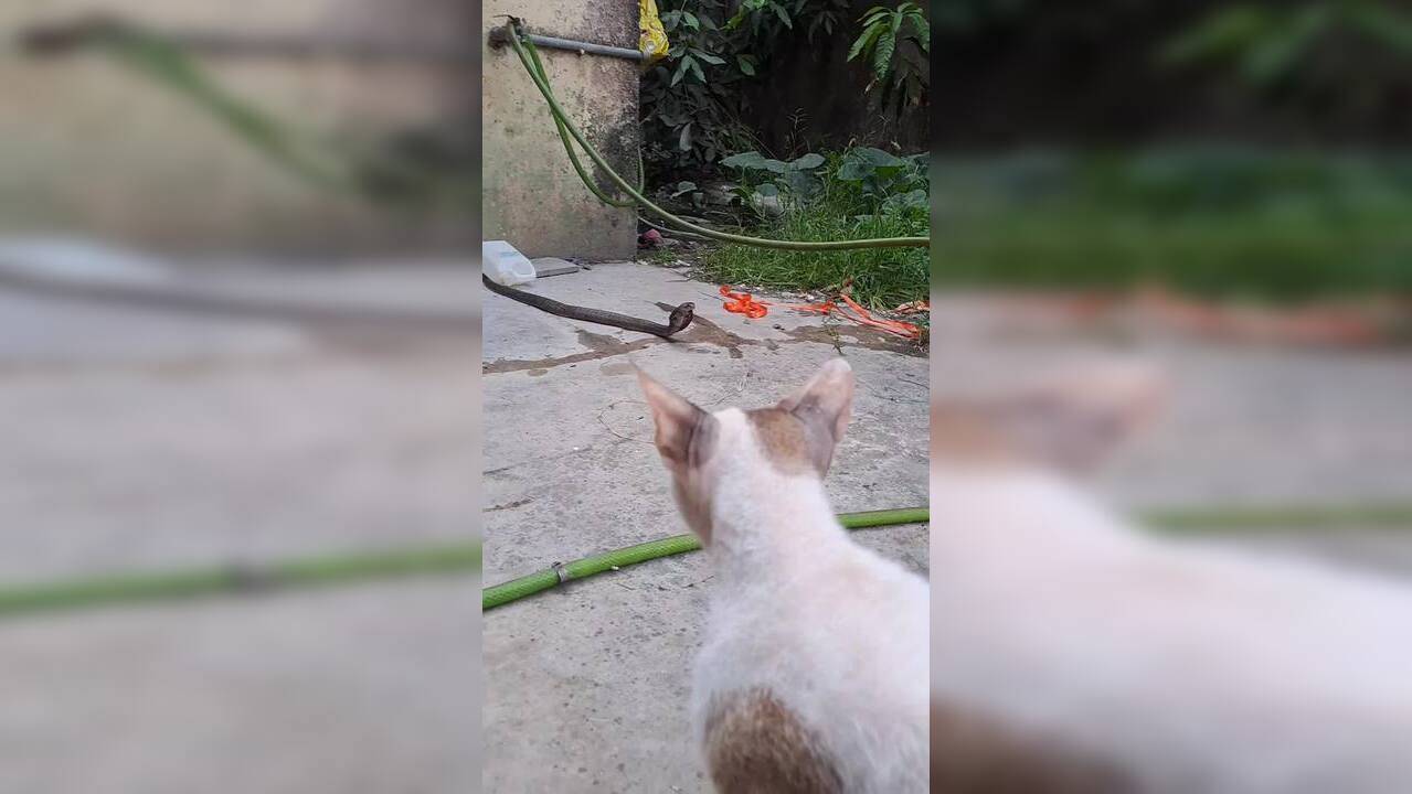 Watch: Brave Cat Battles Deadly Cobra, Viral Video Leaves Internet ...