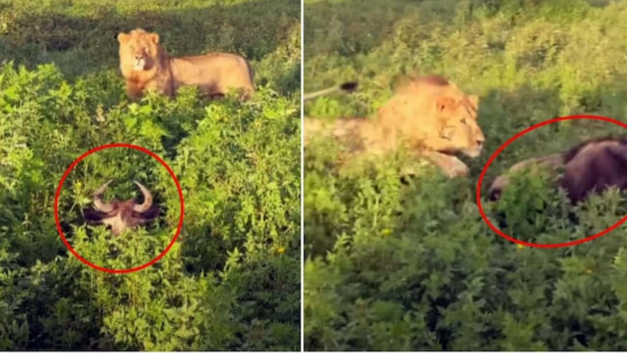 This Lion Almost Missed Its Prey, Watch the Shocking Attack Unfold in ...