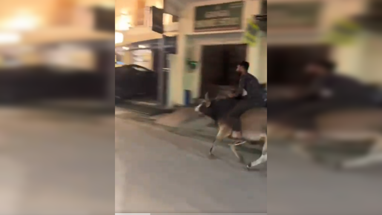 Video Of Man Riding Bull Goes Viral: 'India Not For Beginners' | Times Now