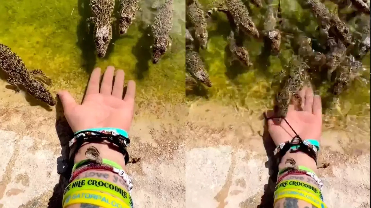 Australian Disney Princess Moment: Baby Crocodiles Swim Up to Human ...