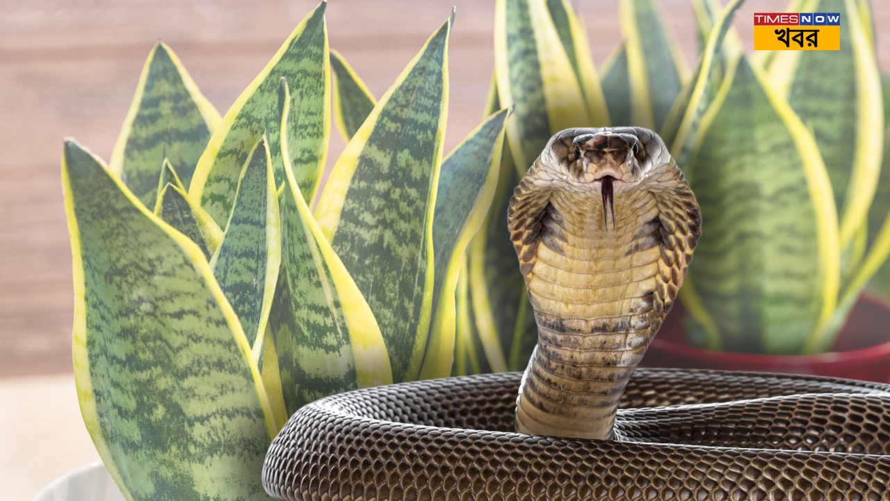 Snake Repellent Plants: ভুলেও বাড়িতে ঢুকবে না সাপ! এই গাছগুলি বাড়িতে ...