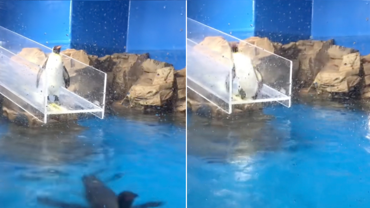Viral Video: Watch The Hilarious Moment Penguin Slips Before Diving In ...