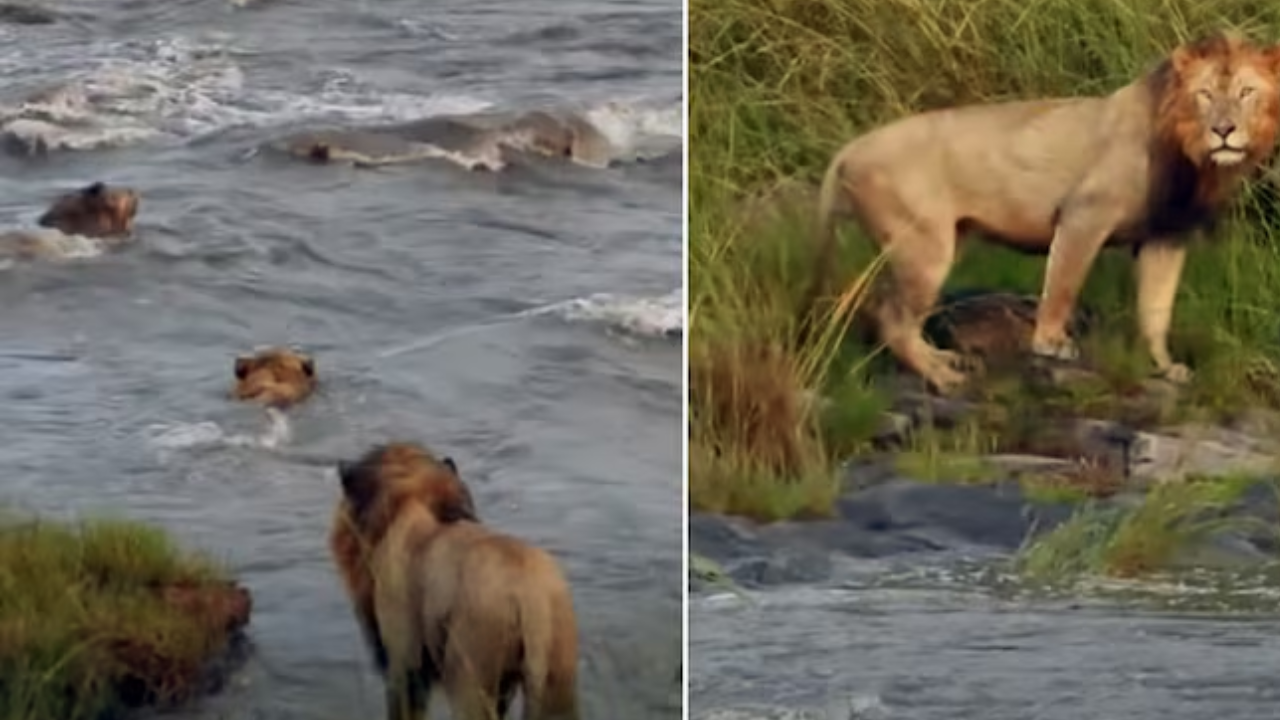 Viral Video: Lions Risk Lives Crossing Treacherous River - Must-See ...
