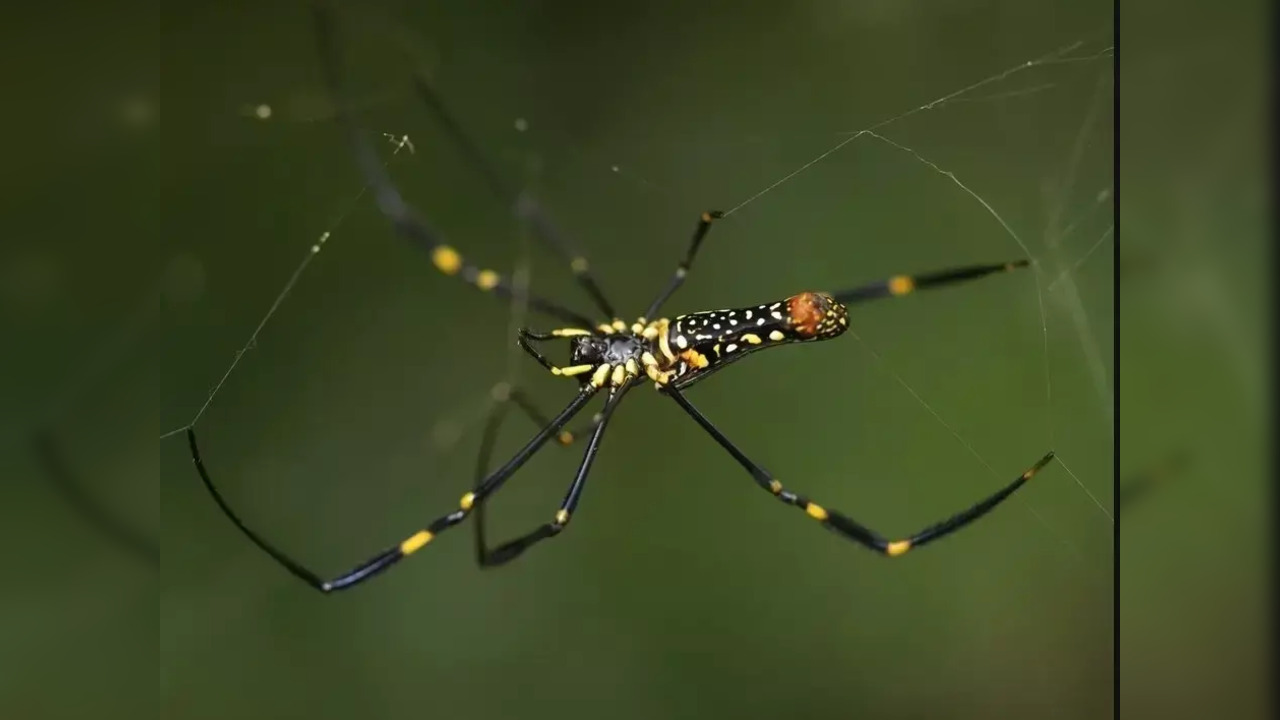 Venomous 'Giant Flying' Spiders With 4-Inch Legs Could Invade New York ...