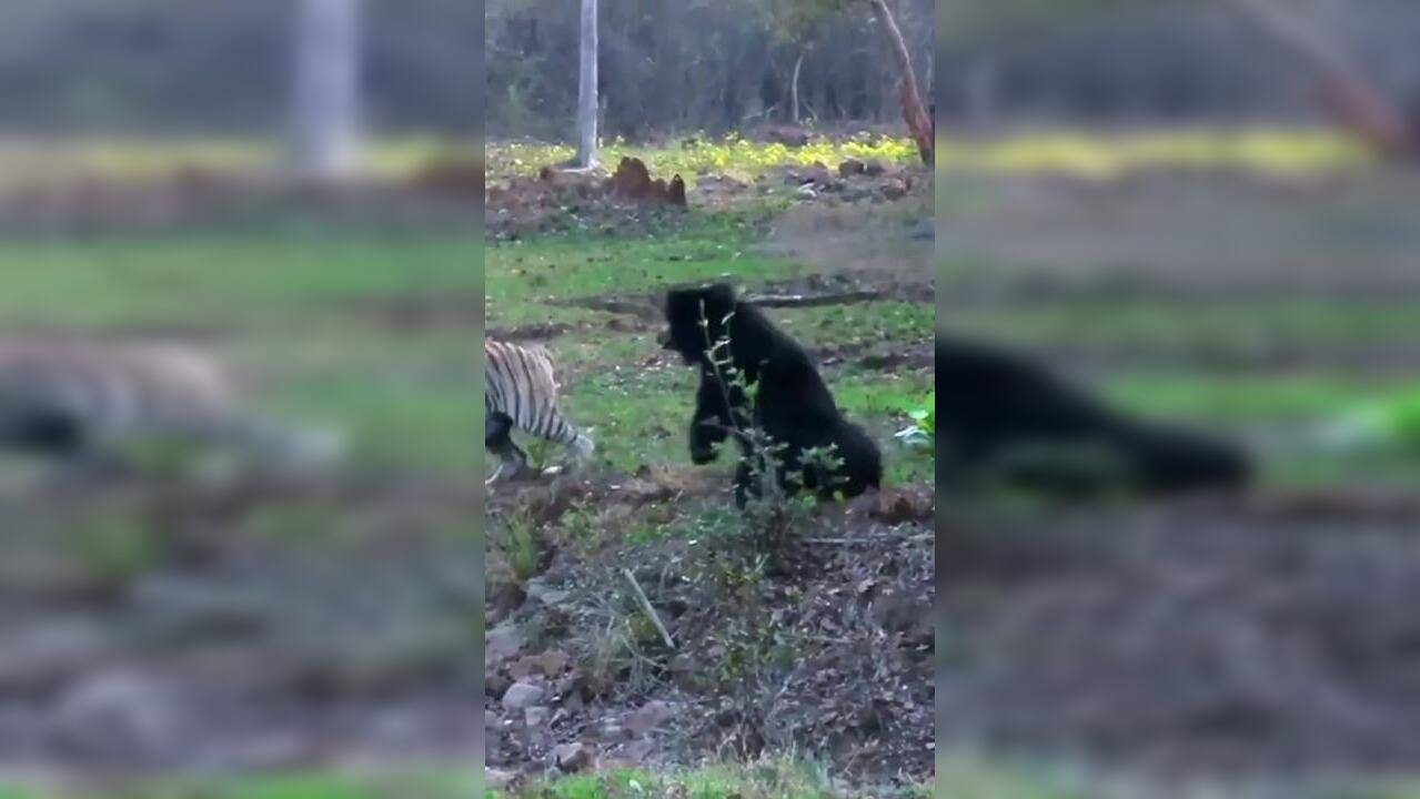Viral Video: Sloth Bear Scares Tiger Away | Times Now
