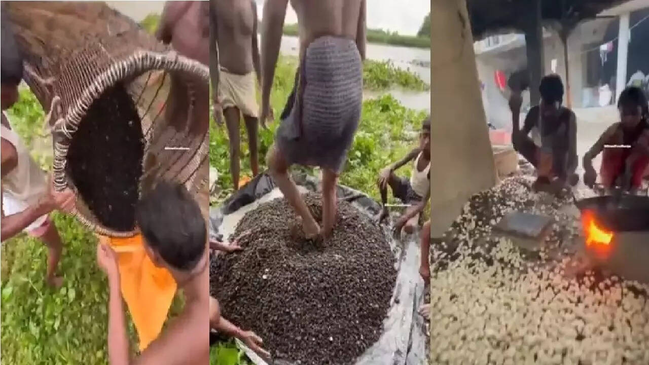 Makhana Making Video: मखाणा बनतो तरी कसा ? व्हिडिओतून जाणून घ्या ...