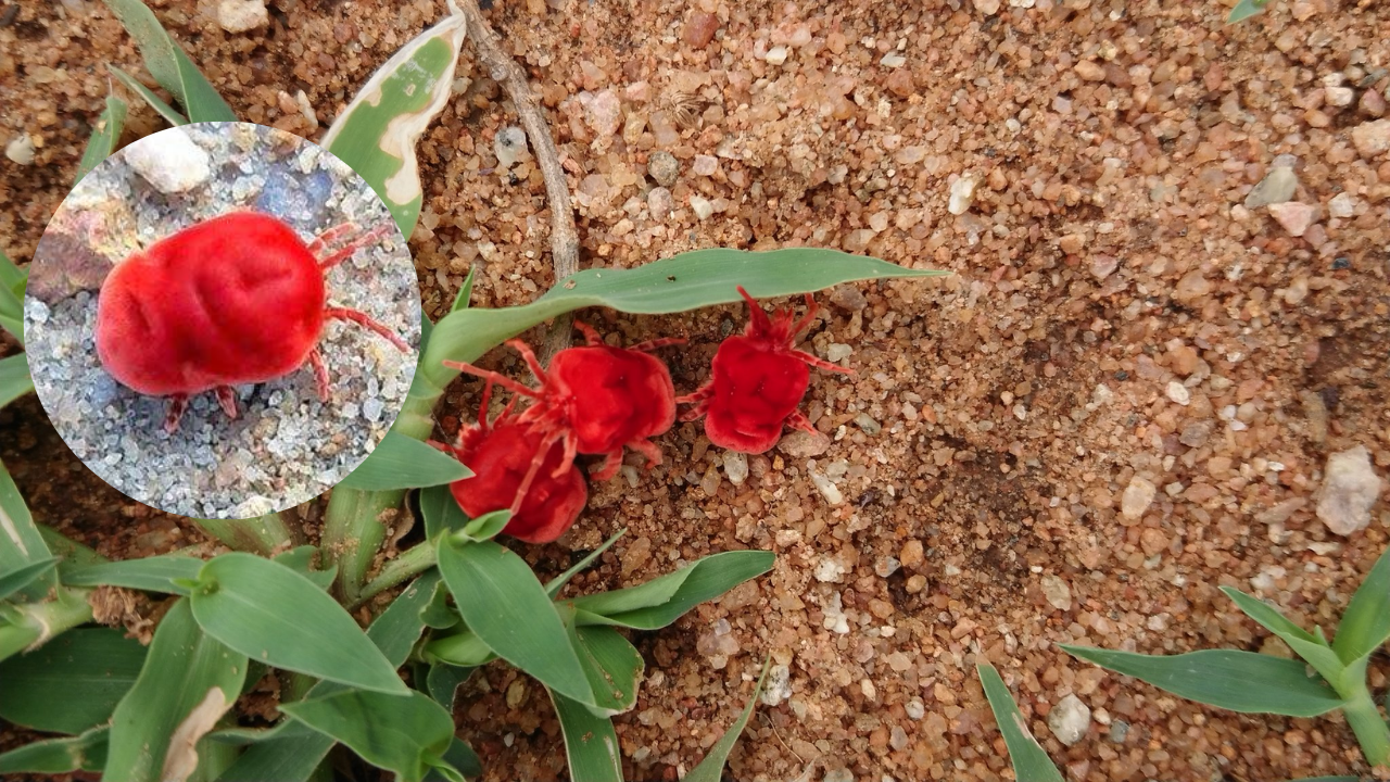 arudra purugu a rare insect in raining season | Times Now Telugu