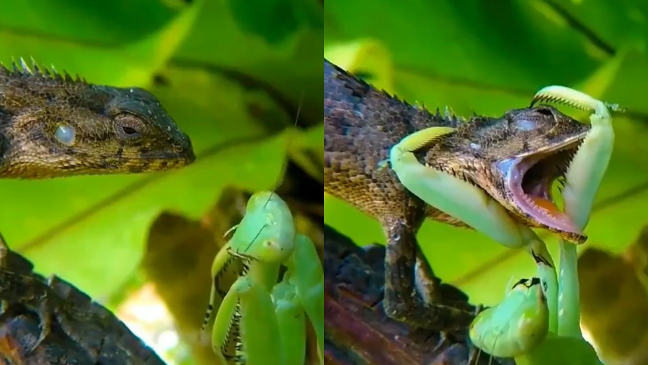 Insect Attacks Lizard, Leaves it Bloodied in Startling Encounter ...