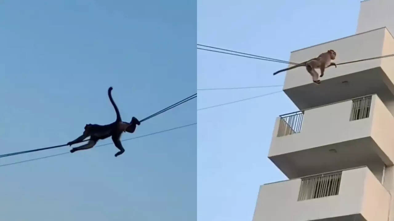 Viral Video: Monkeys Use Overhead Cables to ‘Zipline’ Across Buildings ...