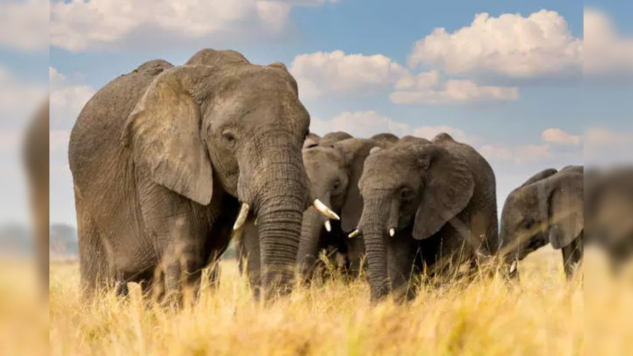 AI Finds Elephants Call Each Other by Name | Times Now