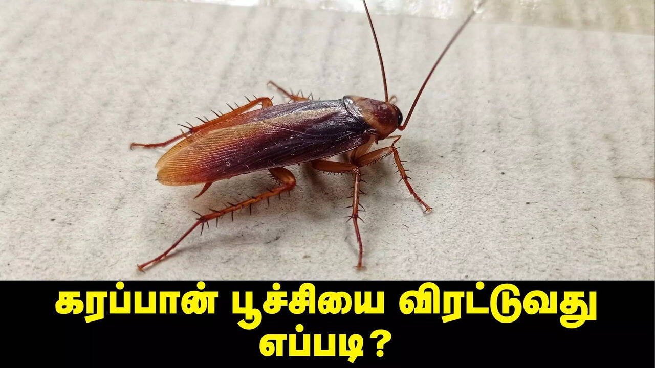 கரப்பான் பூச்சியை விரட்ட இதை மட்டும் பண்ணுங்க போதும்!