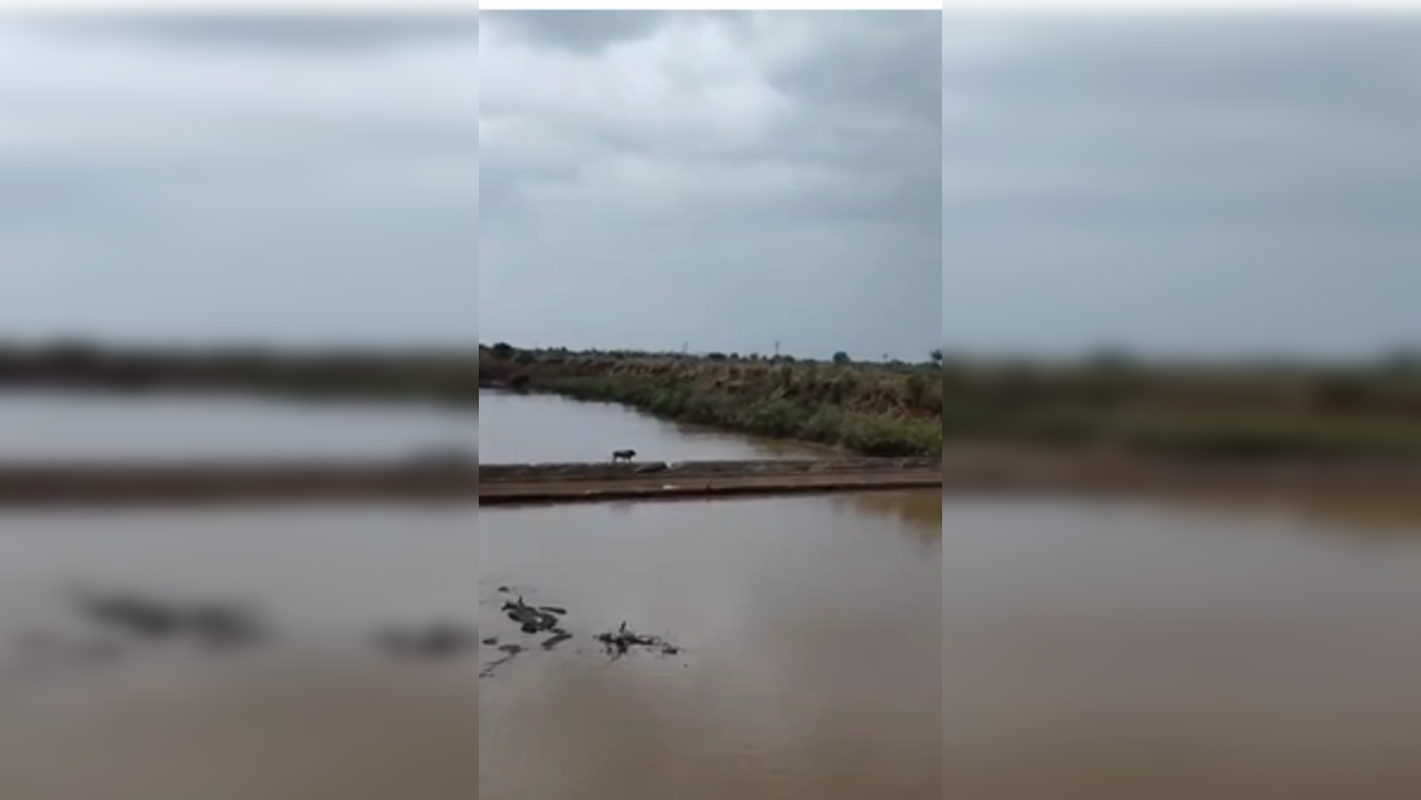 Viral Video Captures Lion Strolling on Shetrunji River Bridge in ...